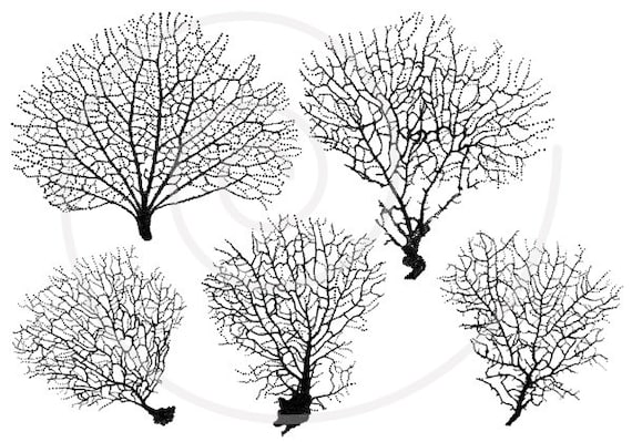 Fan Coral Clip Art Amazon.co.jp: Mipcase 2pcs Aquarium Sea Coral