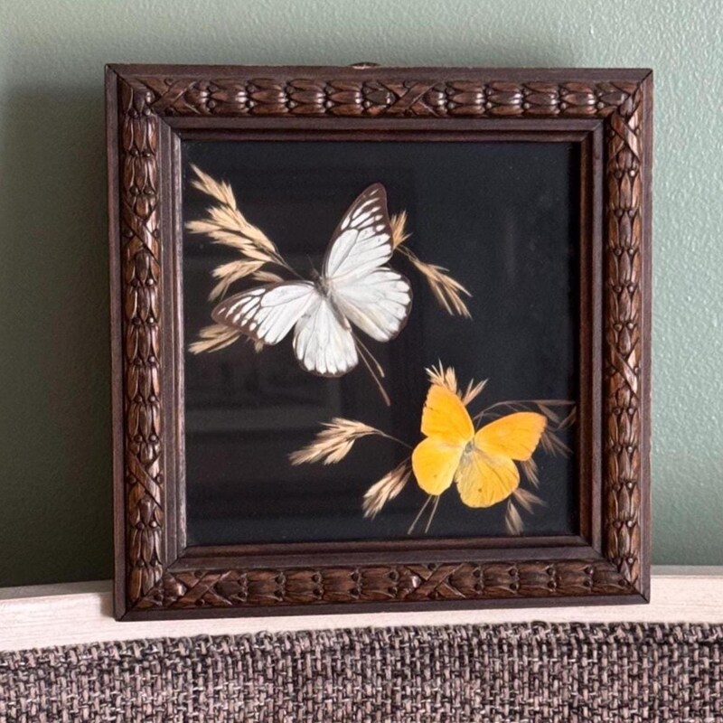 Dried Butterflies - Etsy