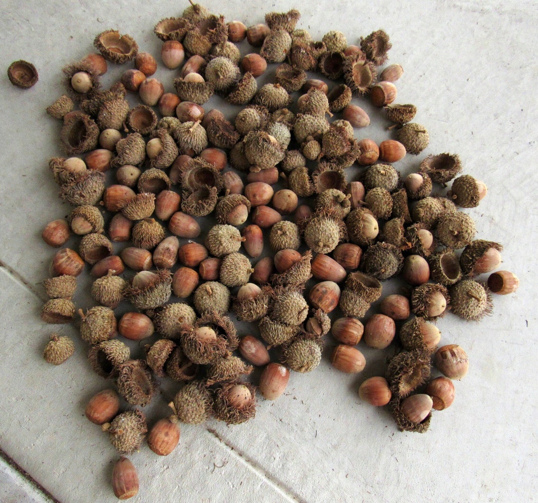 Extra Large Natural Bur Oak Acorns and Caps 100 Bur Oak Acorn Lot ...