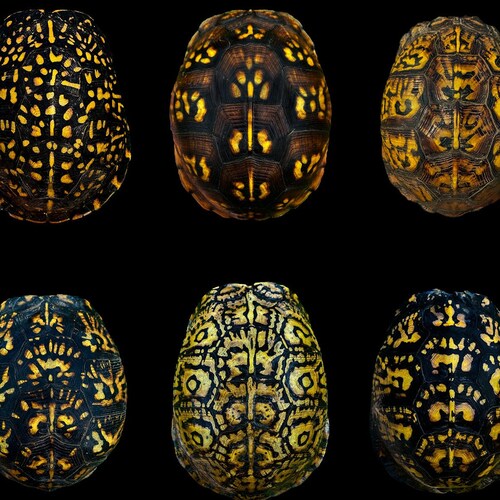 Eastern Box Turtle Photographic Print Expanded Edition 15 - Etsy