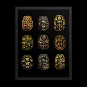 Eastern Box Turtle Photographic Print, Best Seller, Premium Luster ...