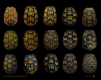 Eastern Box Turtle Photographic Print, Best Seller, Premium Luster ...