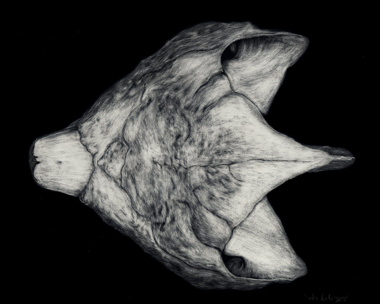 Alligator Snapping Turtle Skull Fine Art Print Scratchboard | Etsy