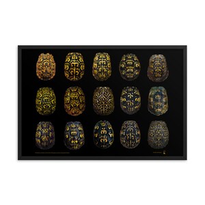 Eastern Box Turtle Photographic Print Expanded Edition, 15 Turtles ...