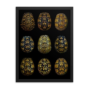 Eastern Box Turtle Photographic Print 2nd Edition, Box Turtle Print ...