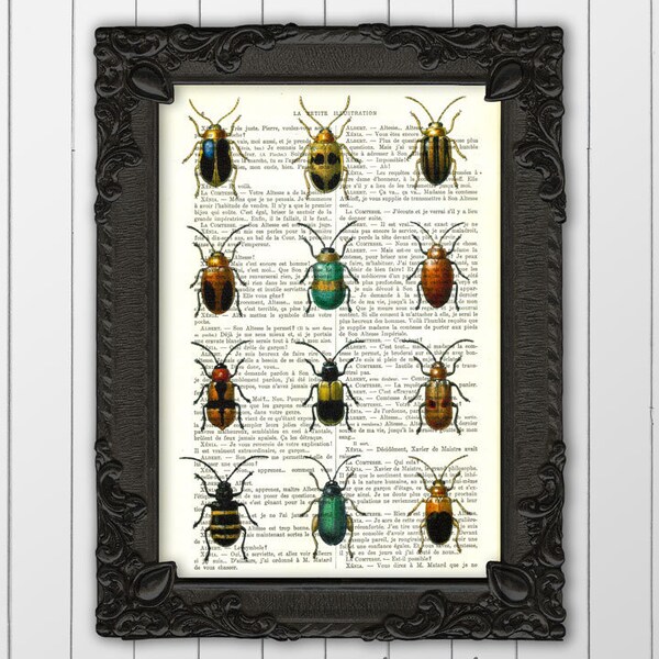 Insect Collection - Etsy