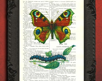 Life Cycle of a blue Morpho Butterfly Clip Art Set - Etsy