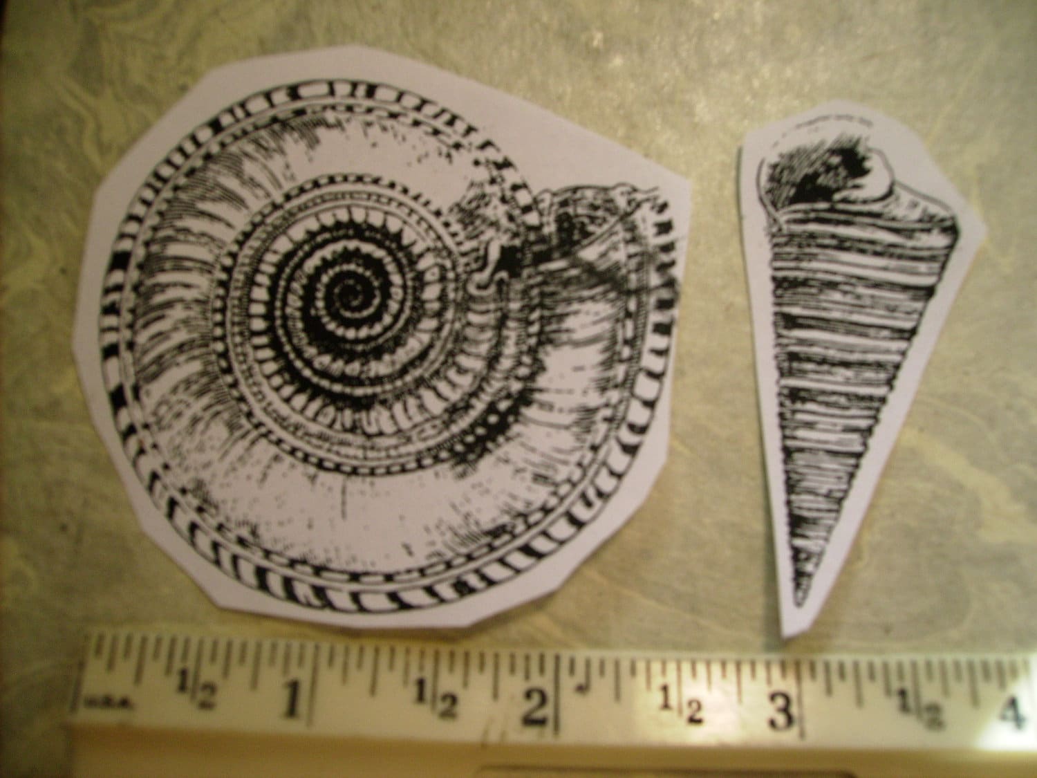Sea Shell 2 Shells Rubber Stamp Un-mounted Scrapbooking Rubber Stamping ...
