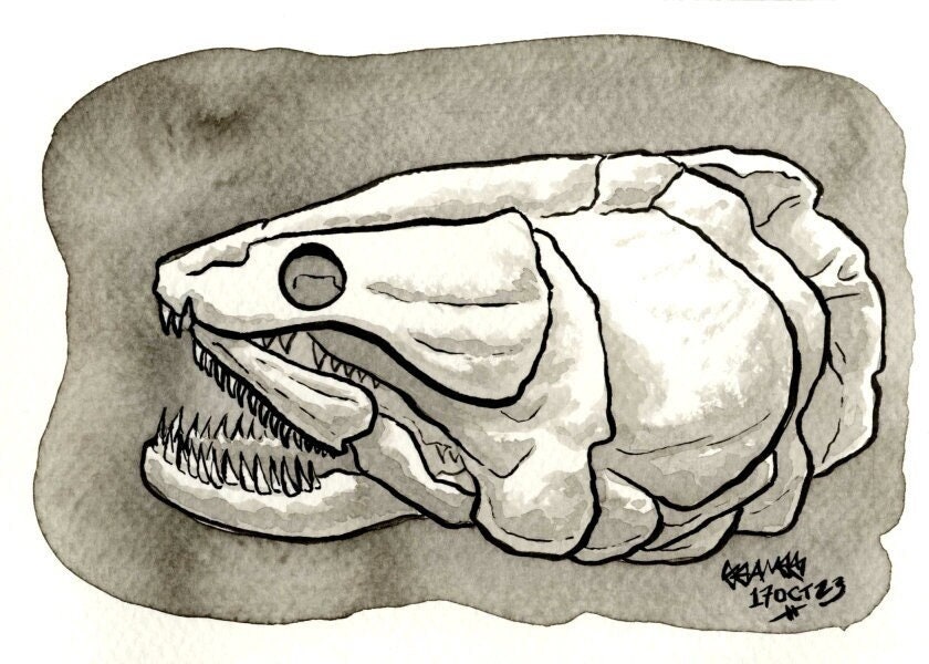 Skull of Bowfin, Original Ink Drawing - Etsy