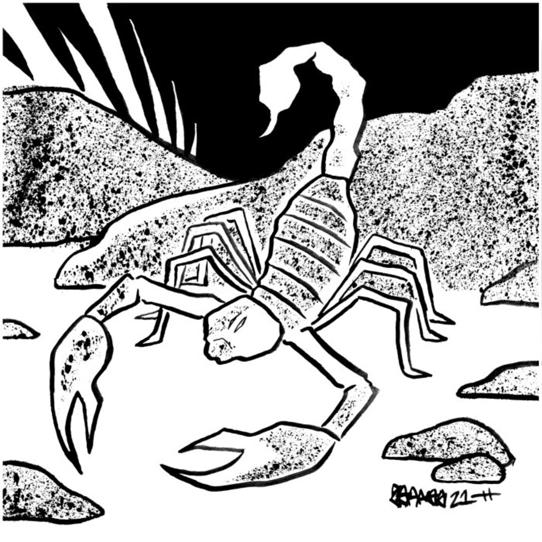 Scorpion, Original Ink Drawing - Etsy
