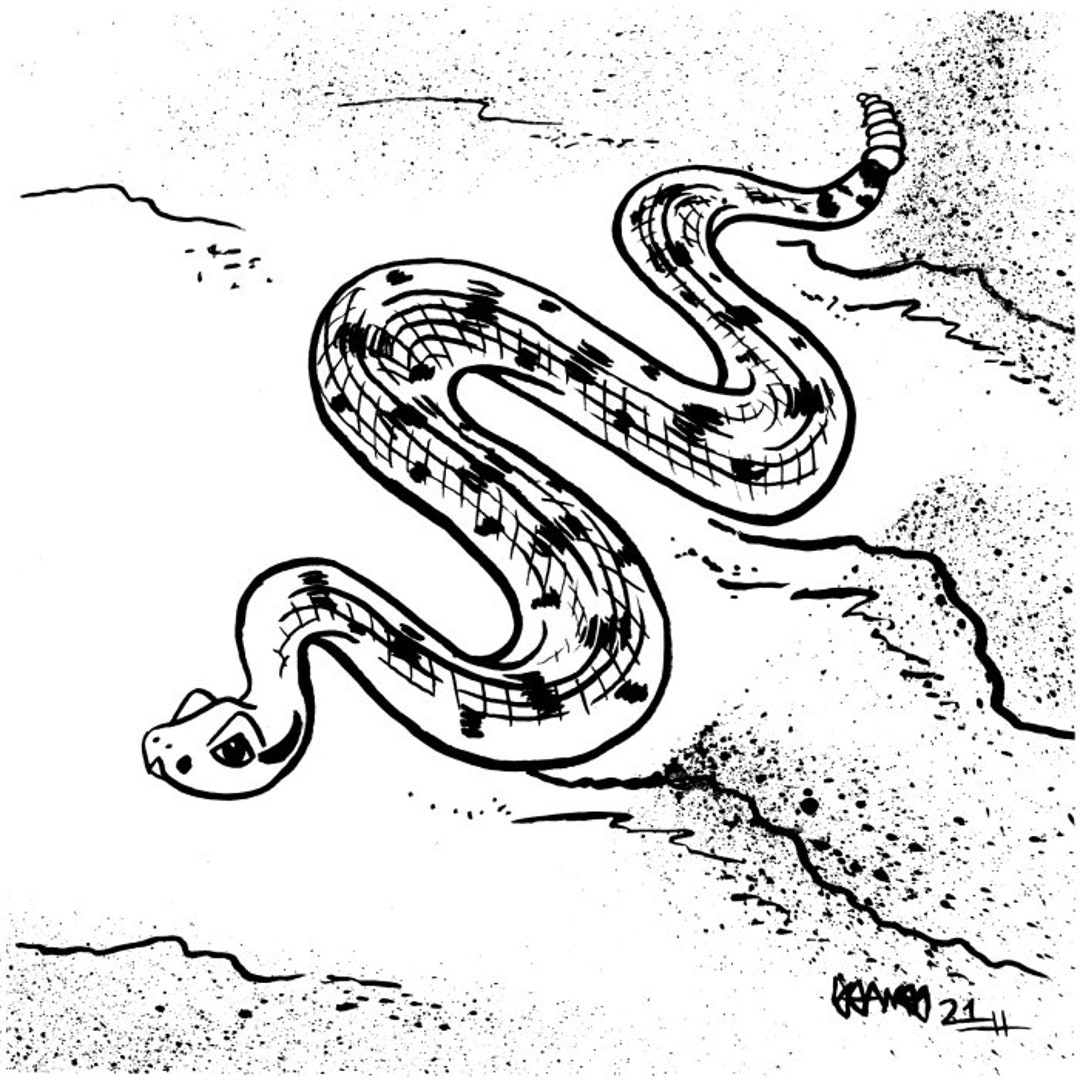 Sidewinder Rattlesnake, Original Ink Drawing - Etsy