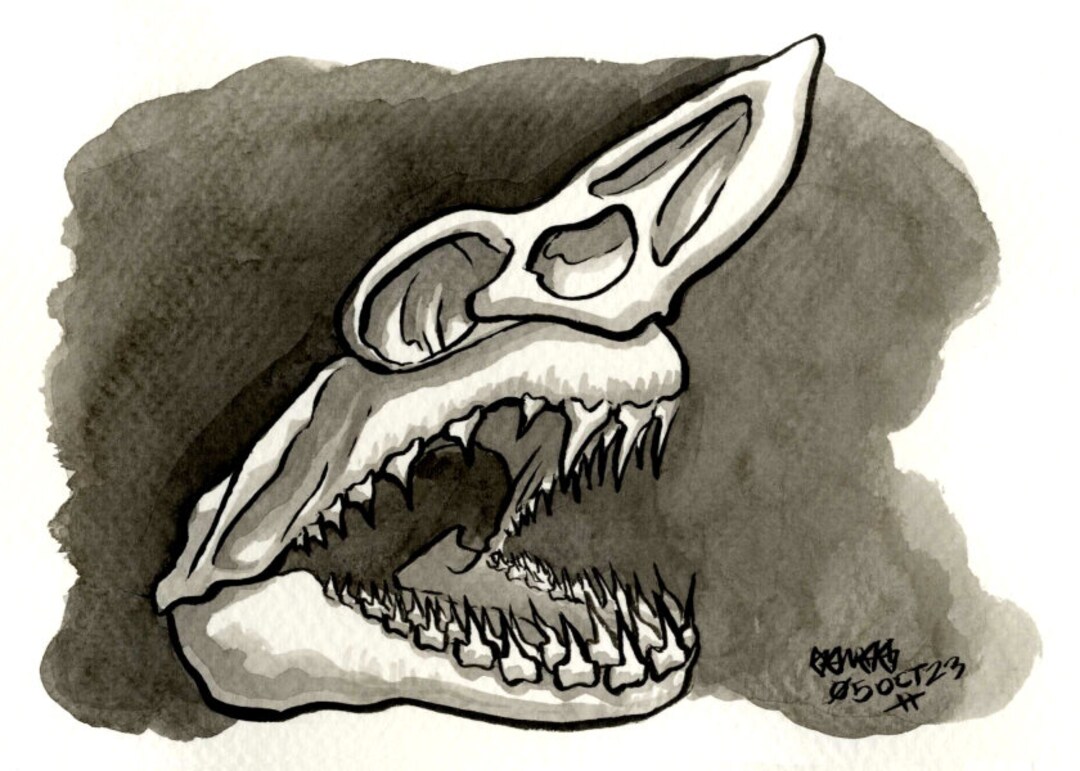 Skull of Mako Shark, Original Ink Drawing - Etsy