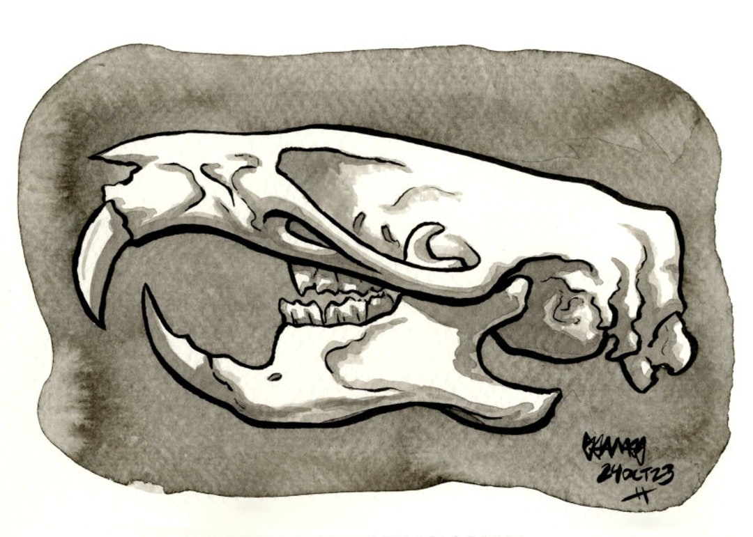Skull of Brown Rat, Original Ink Drawing - Etsy