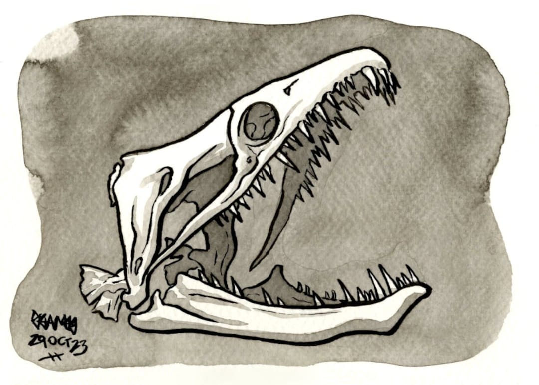 Skull of Moray Eel, Original Ink Drawing - Etsy
