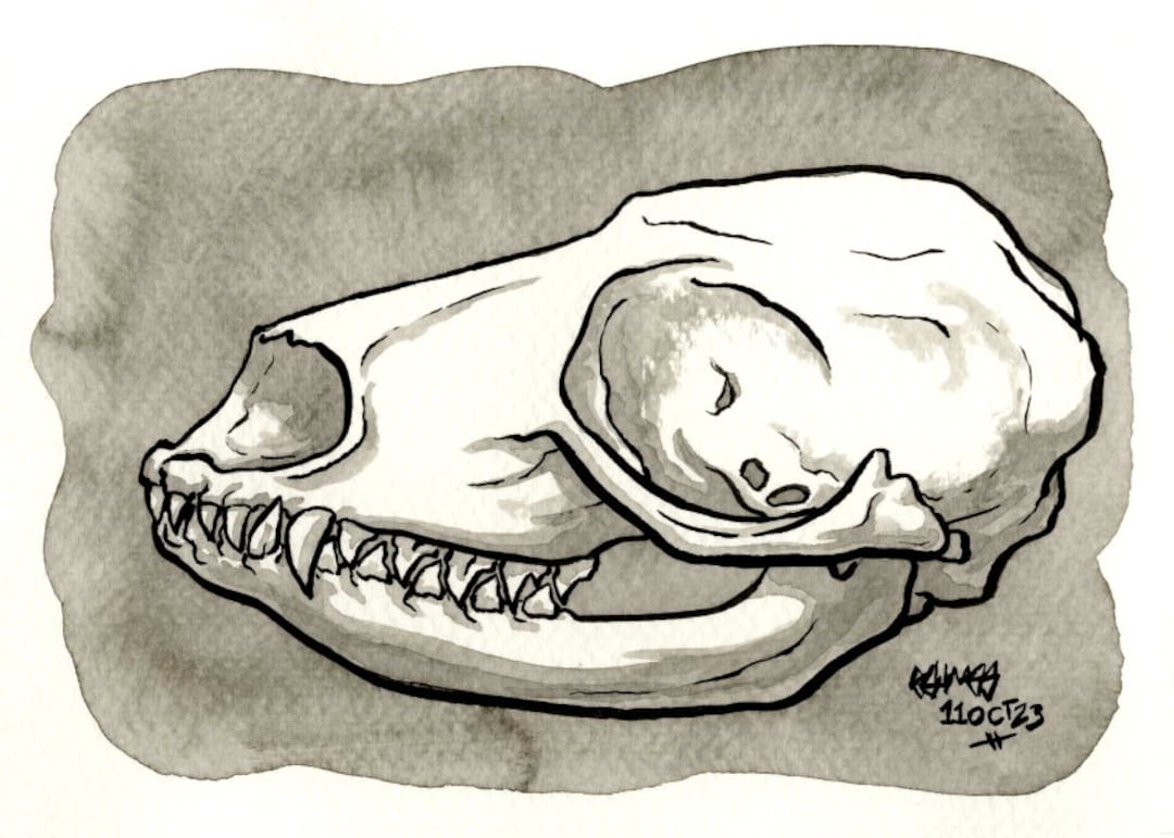 Skull of Harp Seal, Original Ink Drawing - Etsy