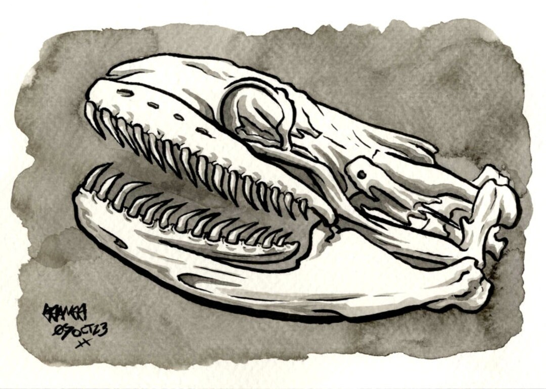Skull of Burmese Python, Original Ink Drawing - Etsy