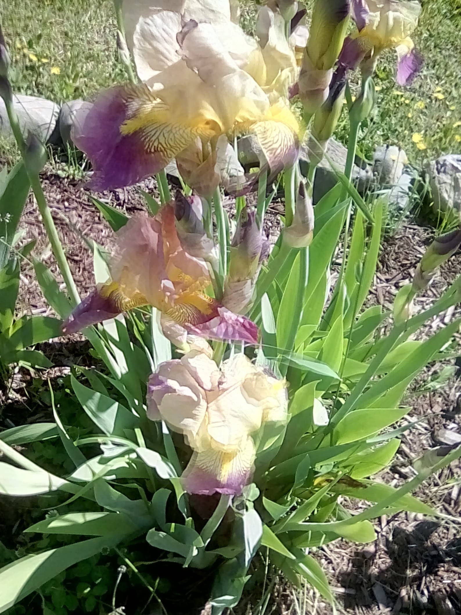 Iris Essence Natural Perfume Floral Oil 5 Ml Roll on Orris Root ...