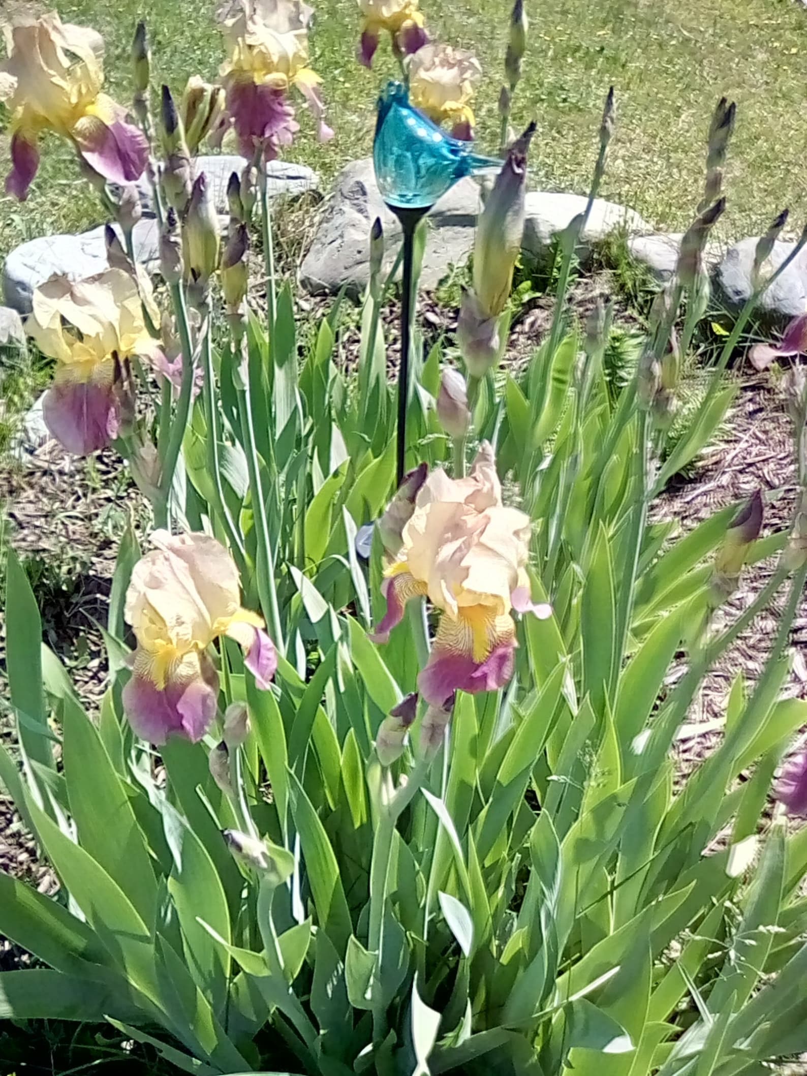 Iris Essence Natural Perfume Floral Oil 5 Ml Roll on Orris Root ...