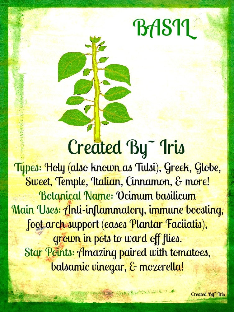 The Basil Book E Book PDF Instant Download Digital Print - Etsy