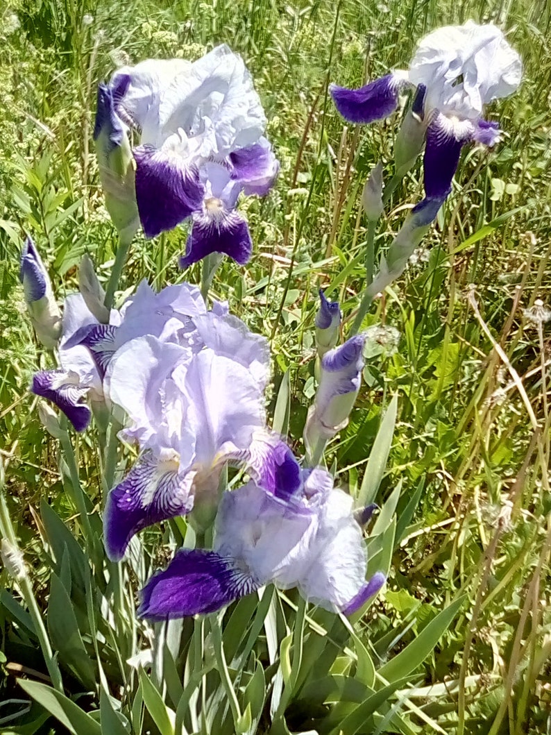 Iris Essence Natural Perfume Floral Oil 5 Ml Roll on Orris Root ...