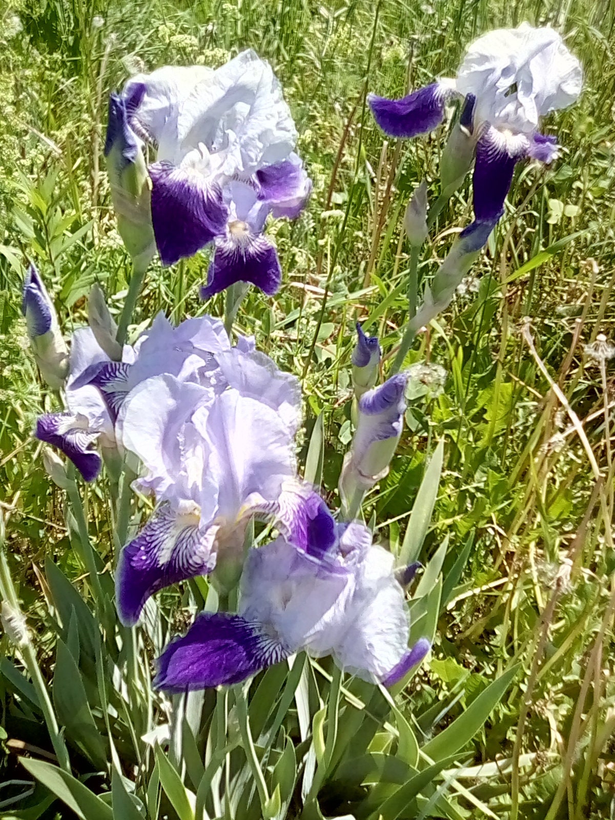 Iris Essence Natural Perfume Floral Oil 5 Ml Roll on Orris Root ...