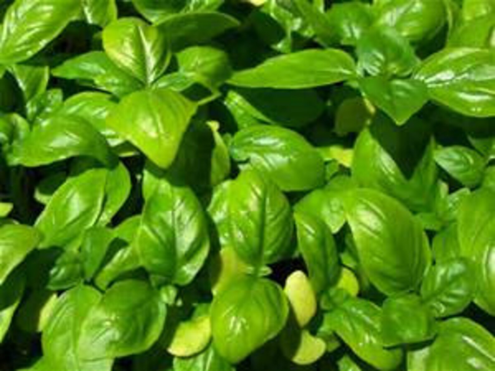 The Basil Book E Book PDF Instant Download Digital Print - Etsy