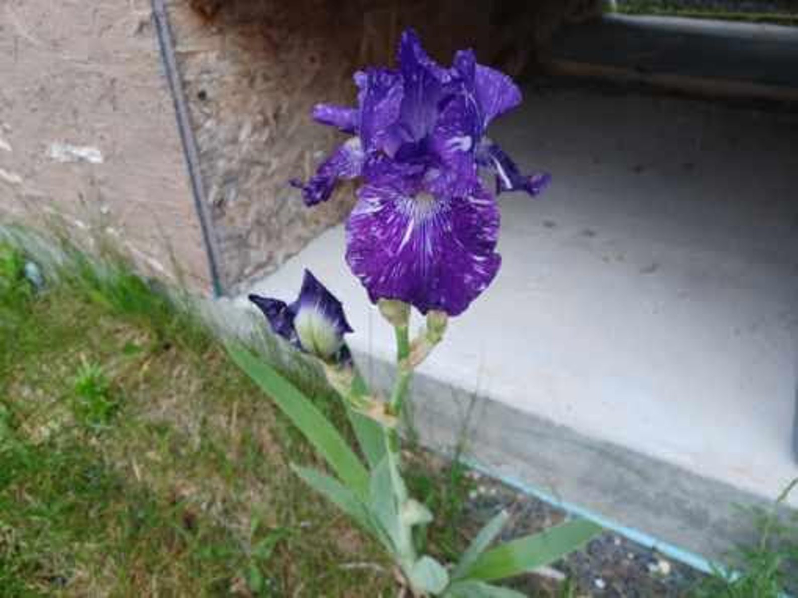 Iris Essence Natural Perfume Floral Oil 5 Ml Roll on Orris Root ...