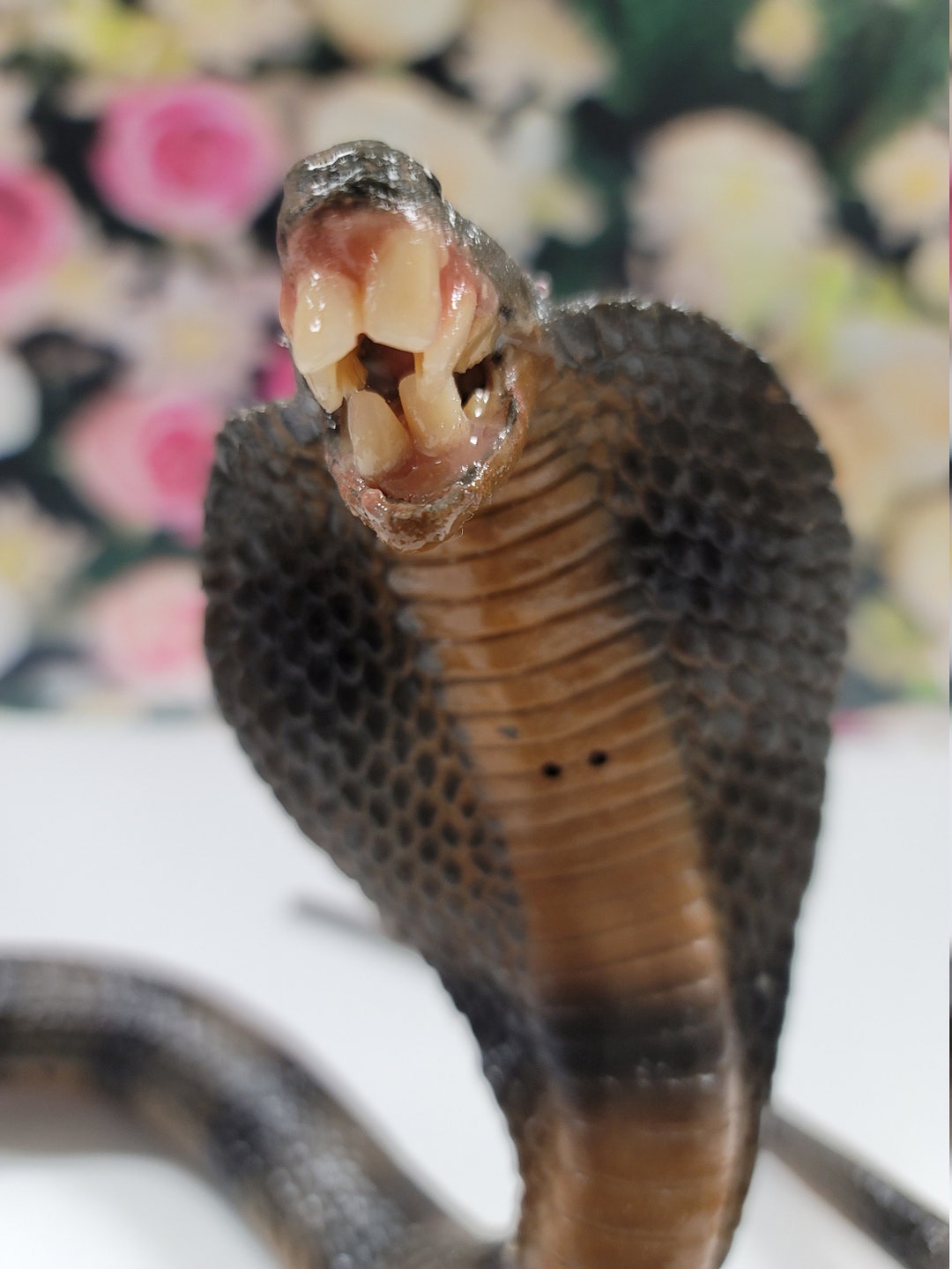 King Cobra Snake Fangs