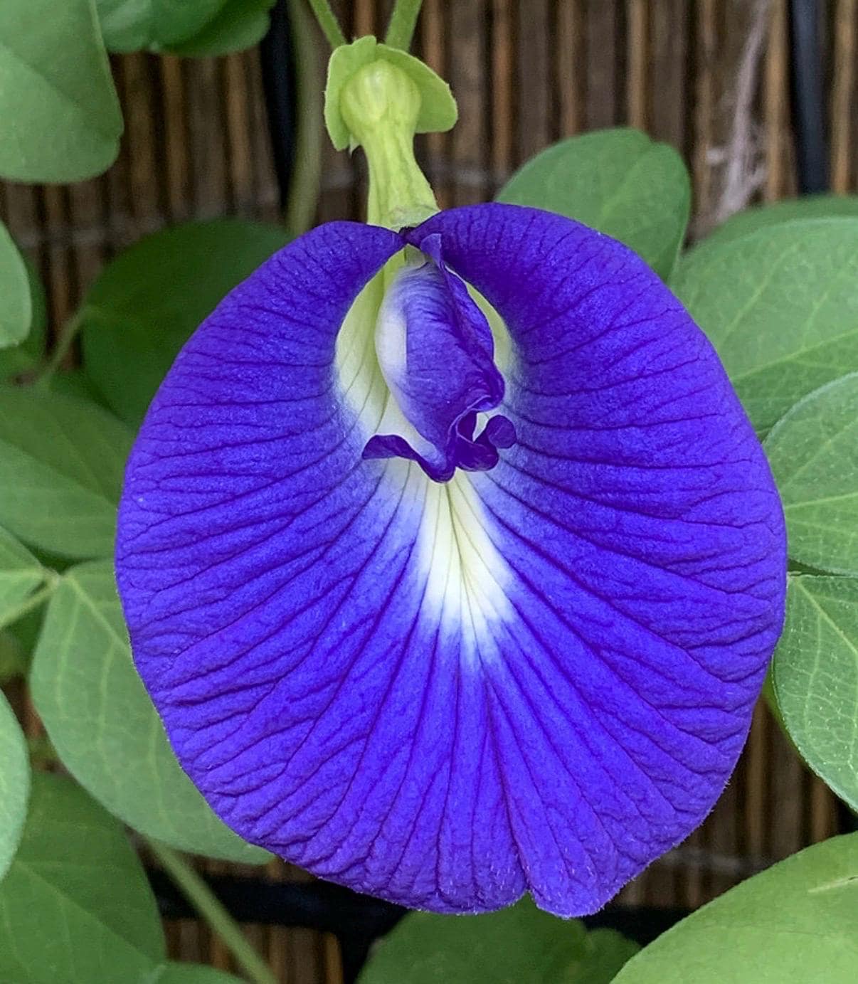 Butterfly Pea Flower Seed Pods - Etsy