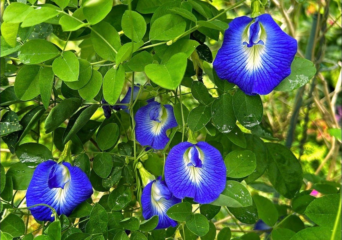 Butterfly Pea Flower Seed Pods - Etsy