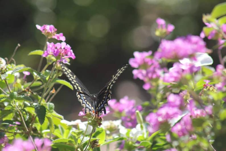 NEW Black Swallowtail Butterfly Scarf Boho Double Loop | Etsy