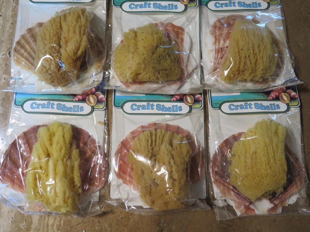 Large Irish Flat Shell and Natural Sponge Duo,crafting,art,decor - Etsy