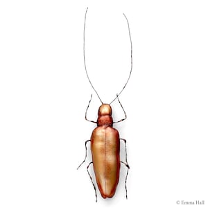 Beetle Collection -sewing Pattern and Tutorial (PDF Digital File ...