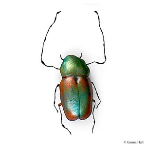 Beetle Collection -sewing Pattern and Tutorial (PDF Digital File ...