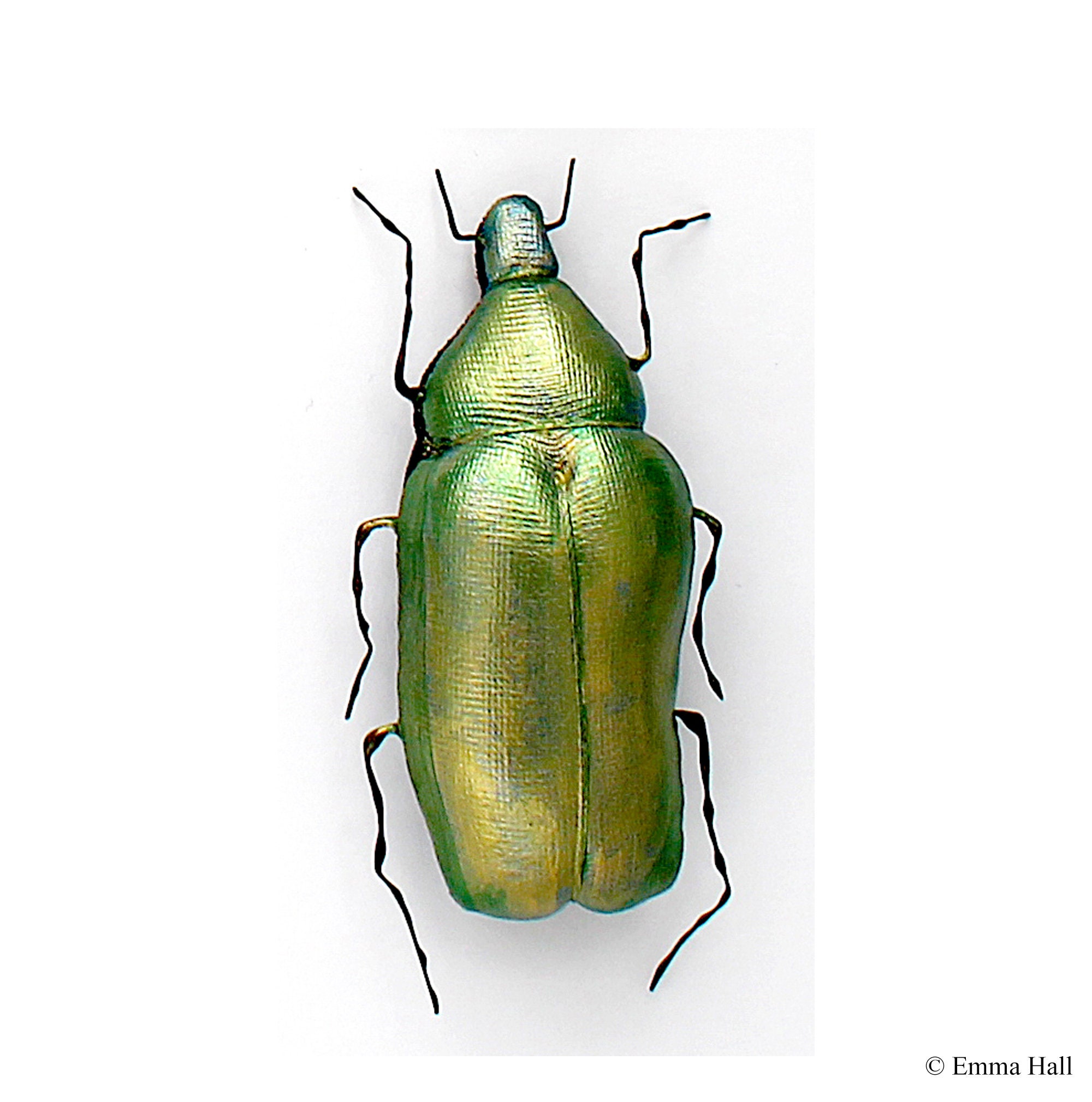 Beetle Collection -sewing Pattern and Tutorial (PDF Digital File ...