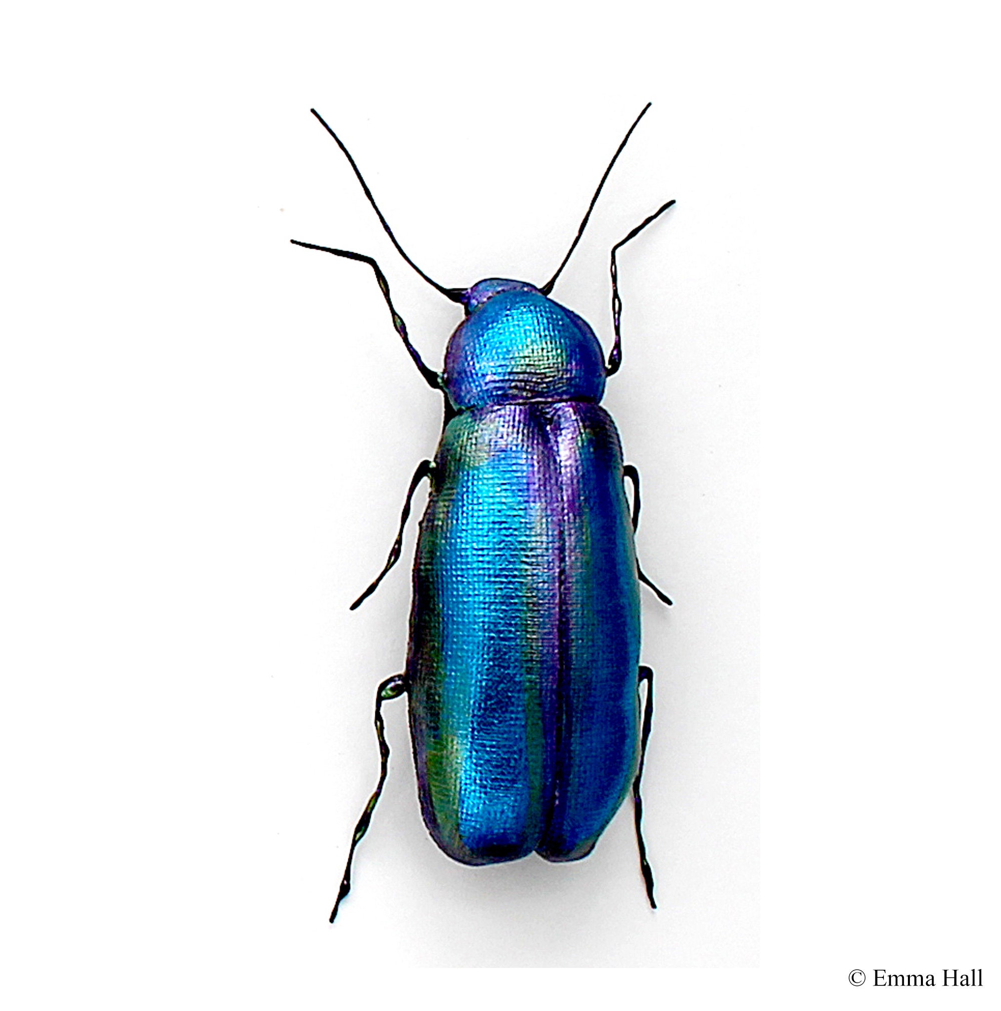 Beetle Collection -sewing Pattern and Tutorial (PDF Digital File ...
