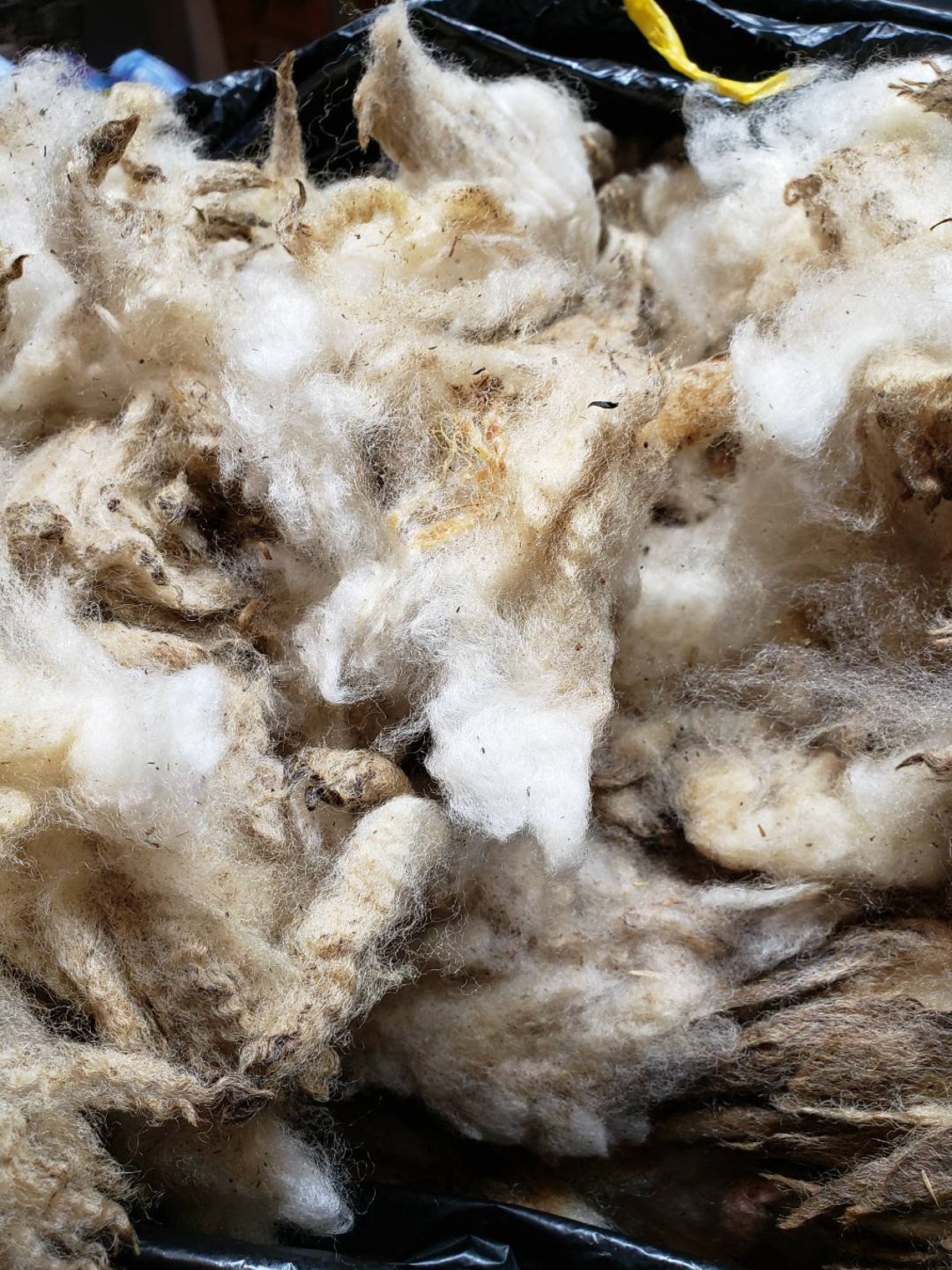 Dorset Horn raw wool Shave'em to Save'em | Etsy