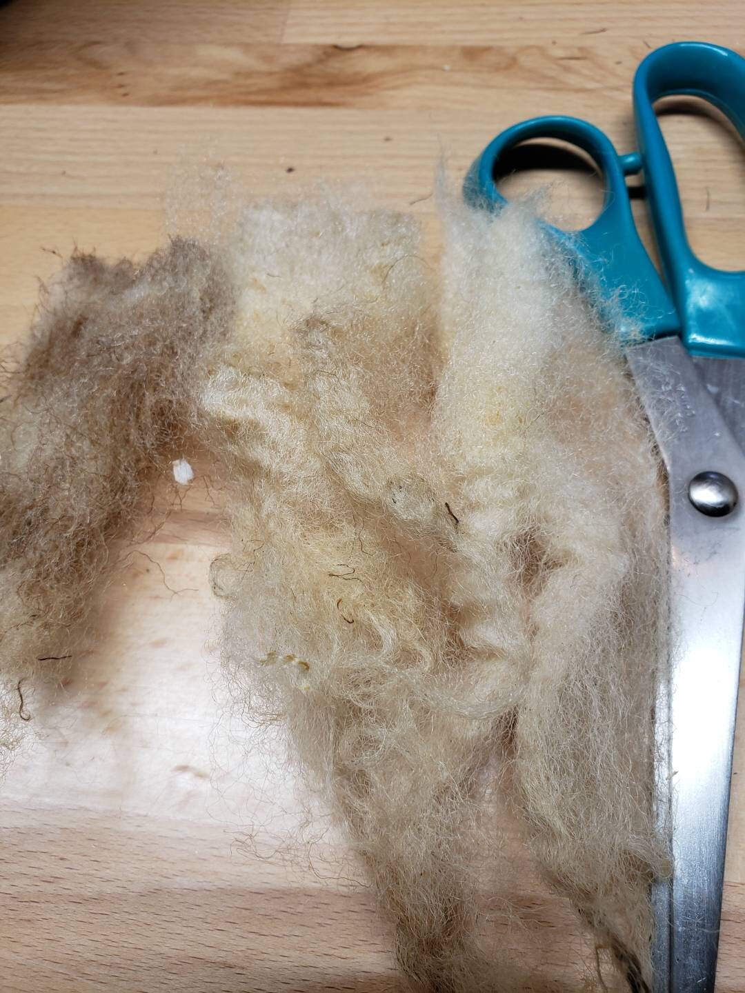 Raw Portland Lamb Wool RBST Rare UK Breed - Etsy