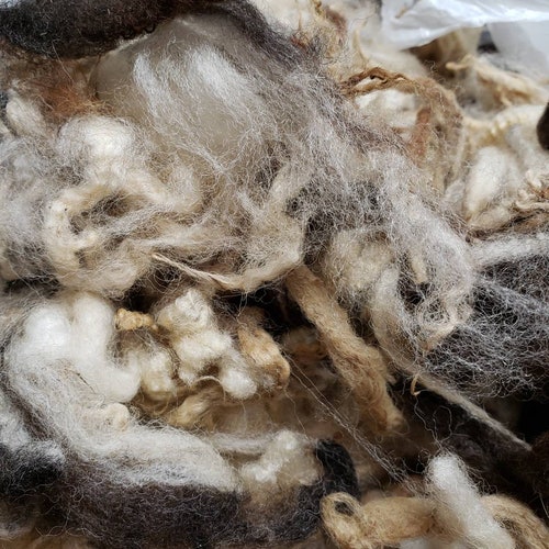 Dorset Horn Raw Wool Shave'em to Save'em - Etsy
