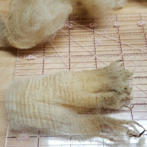 Dorset Horn Raw Wool Shave'em to Save'em - Etsy