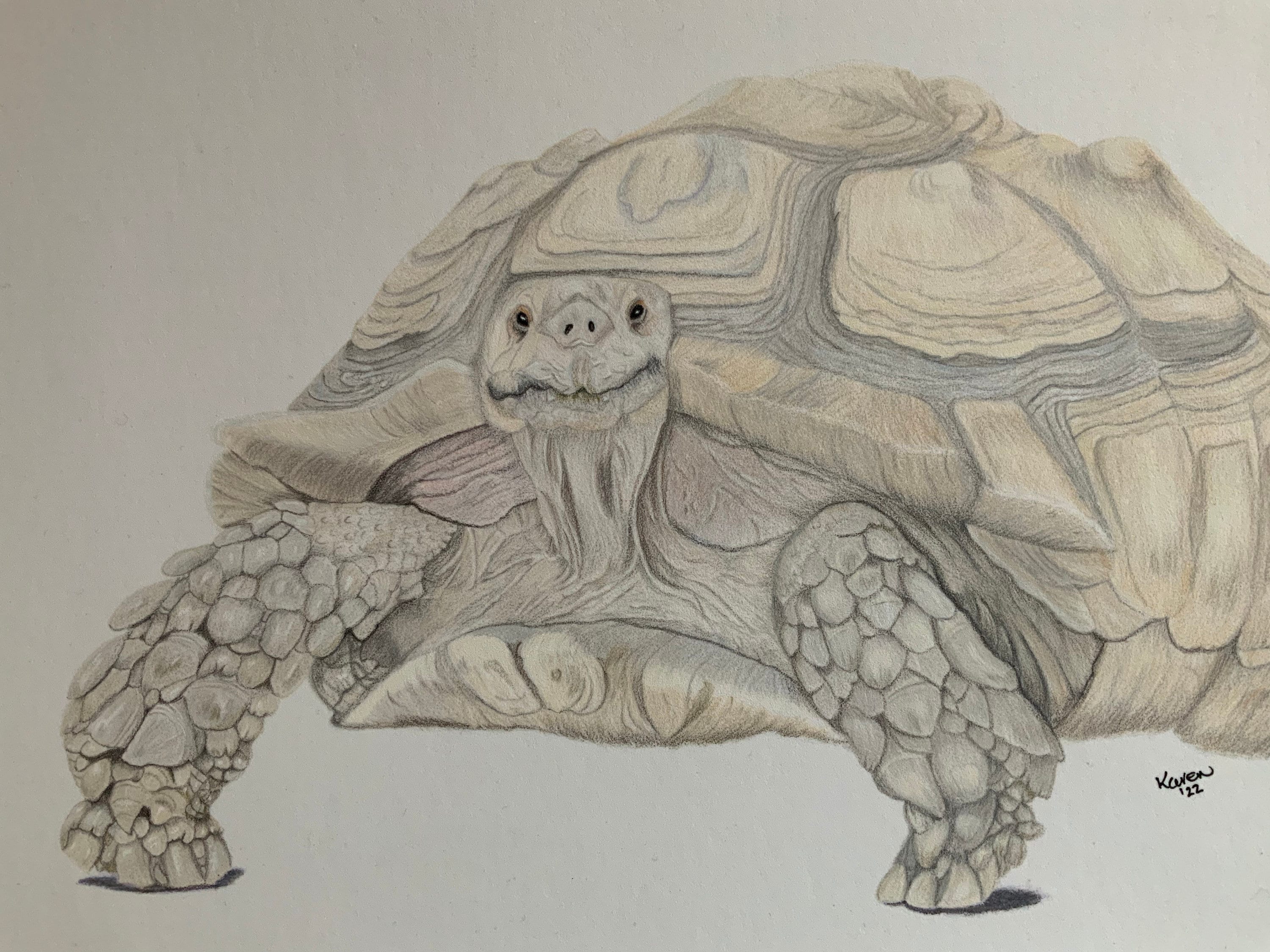 How To Draw Tortoise