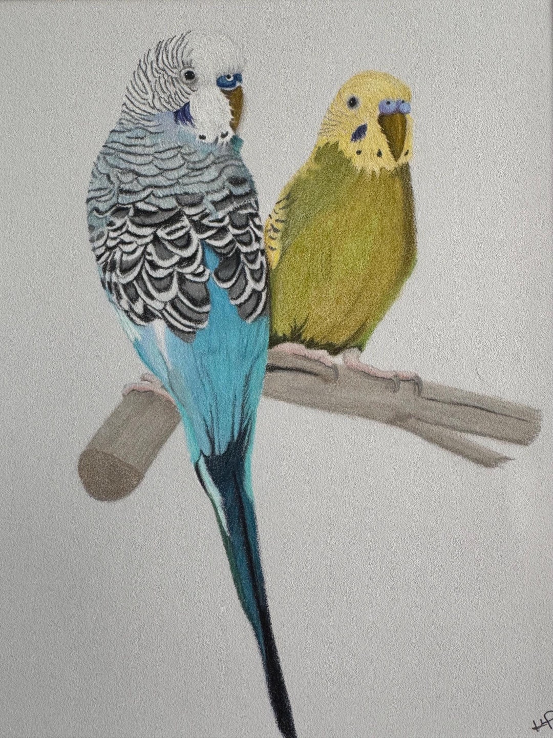 Budgies Coloured Pencil Original Art - Budgie Original Drawing - Etsy