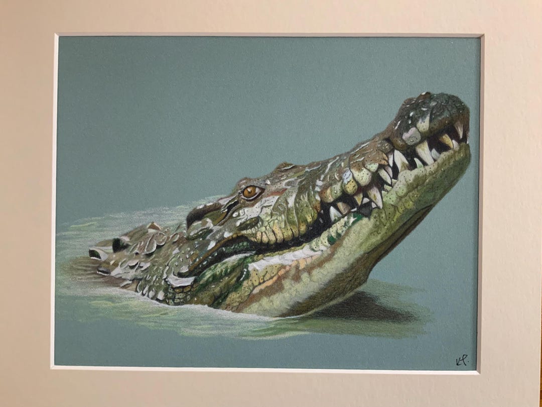 Original Crocodile Colored Pencil Drawing: Mounted Wildlife Art - Etsy