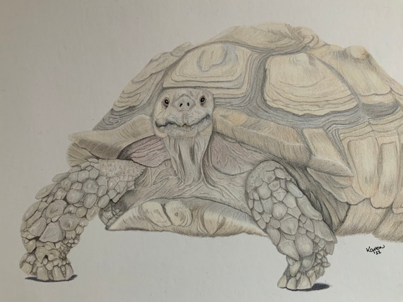 Tortoise Drawing Picture