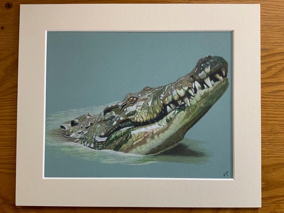 Realistic Crocodile Drawing With Colour