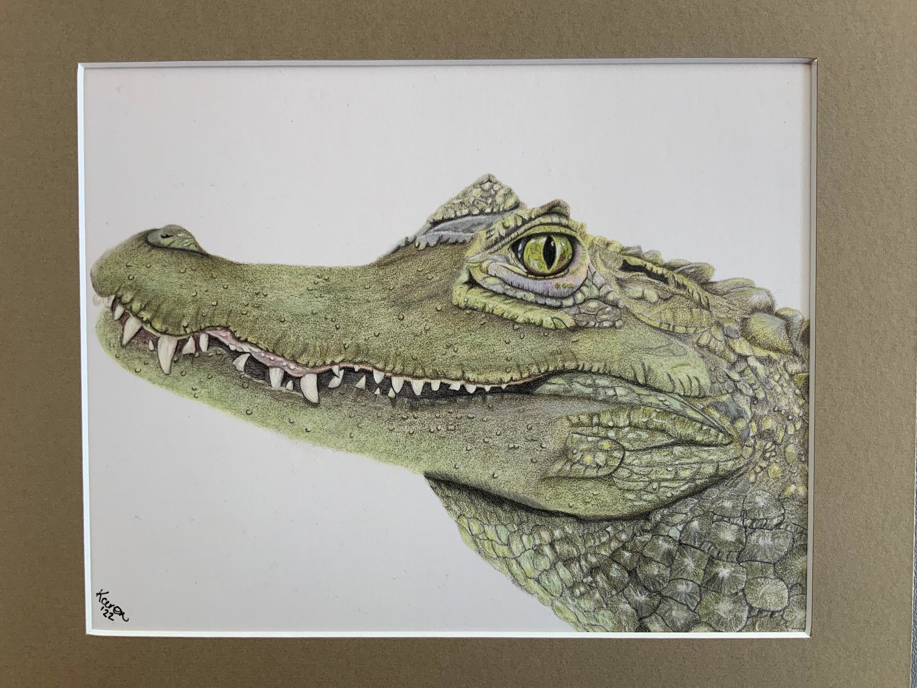 Alligator Drawing Color