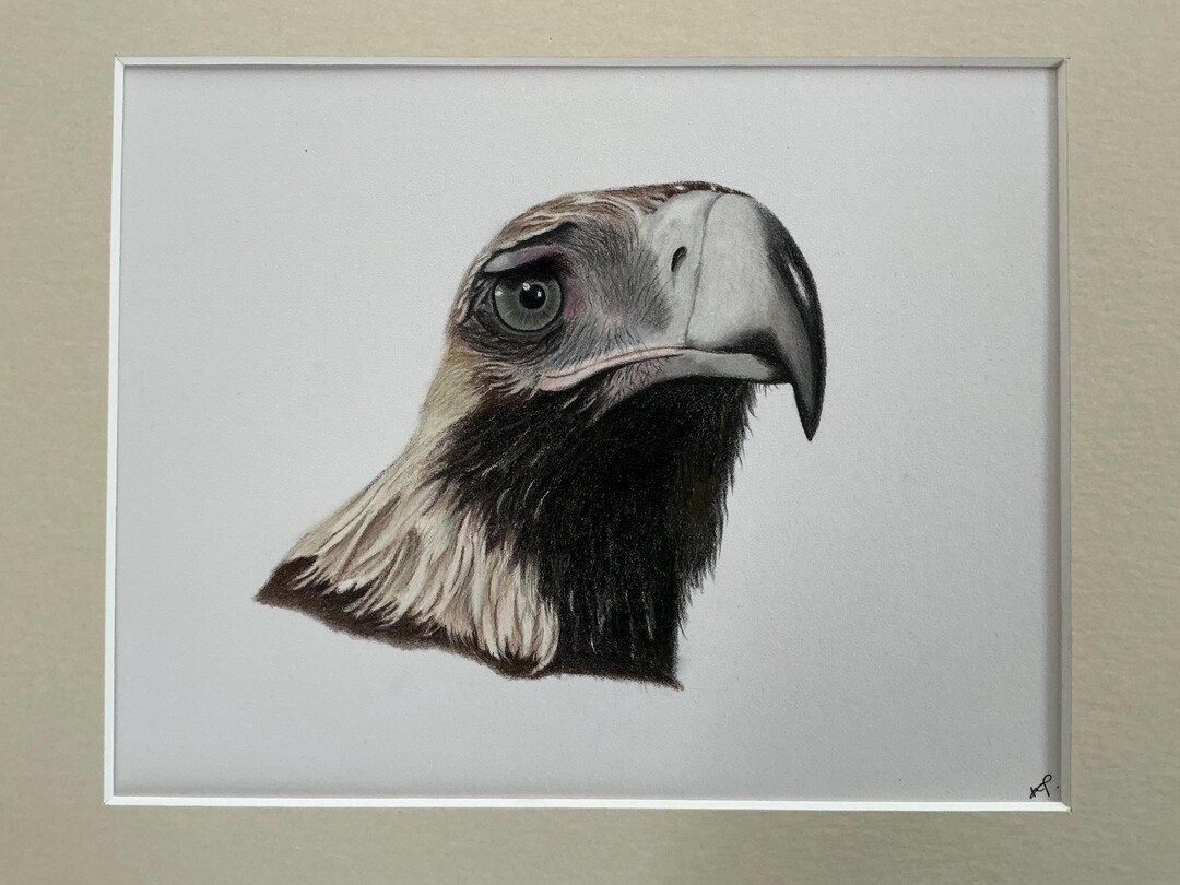 Bird of Prey Coloured Pencil Art Drawing - Original Not a Print - Etsy