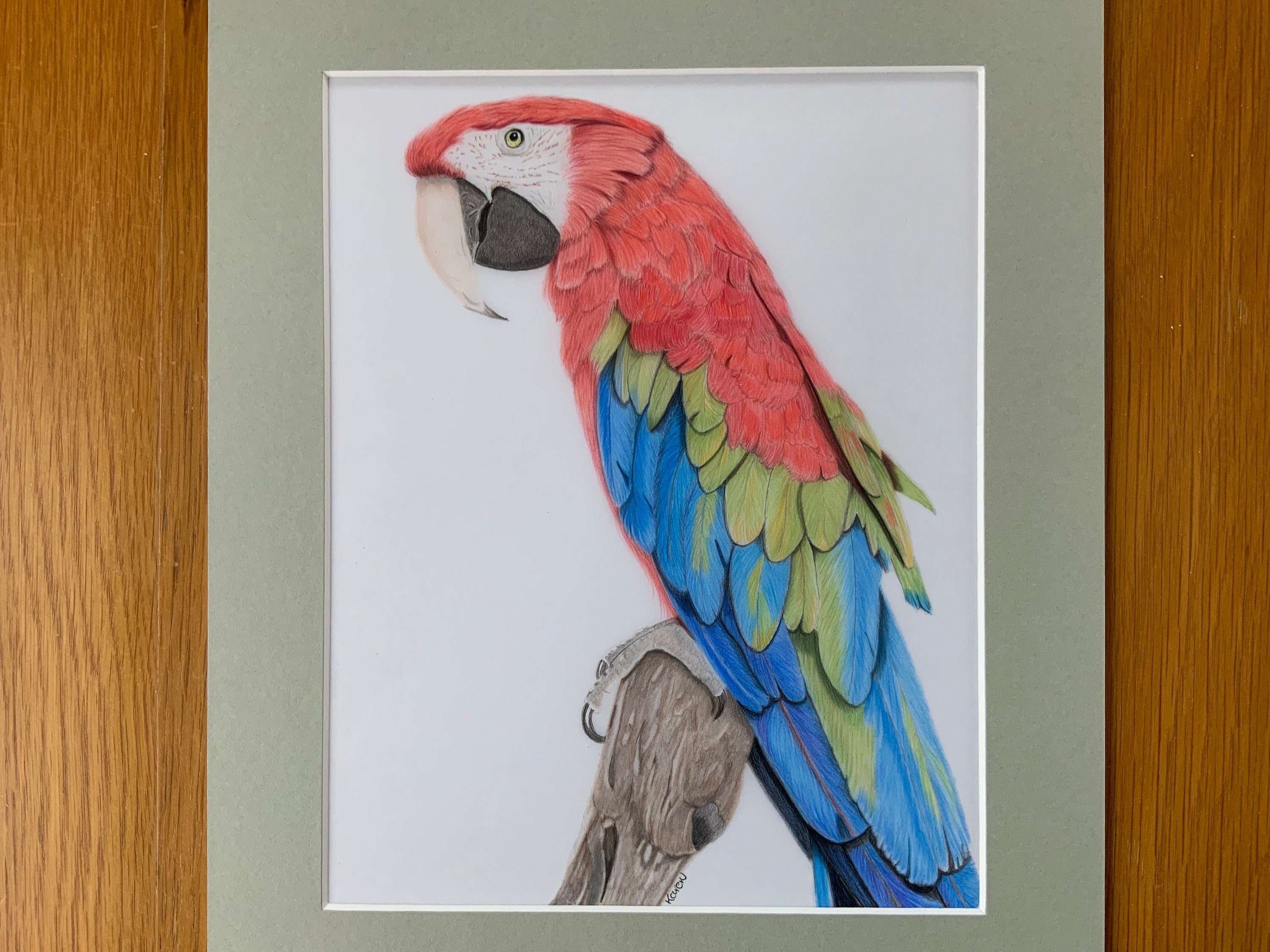 Macaw Parrot Drawing