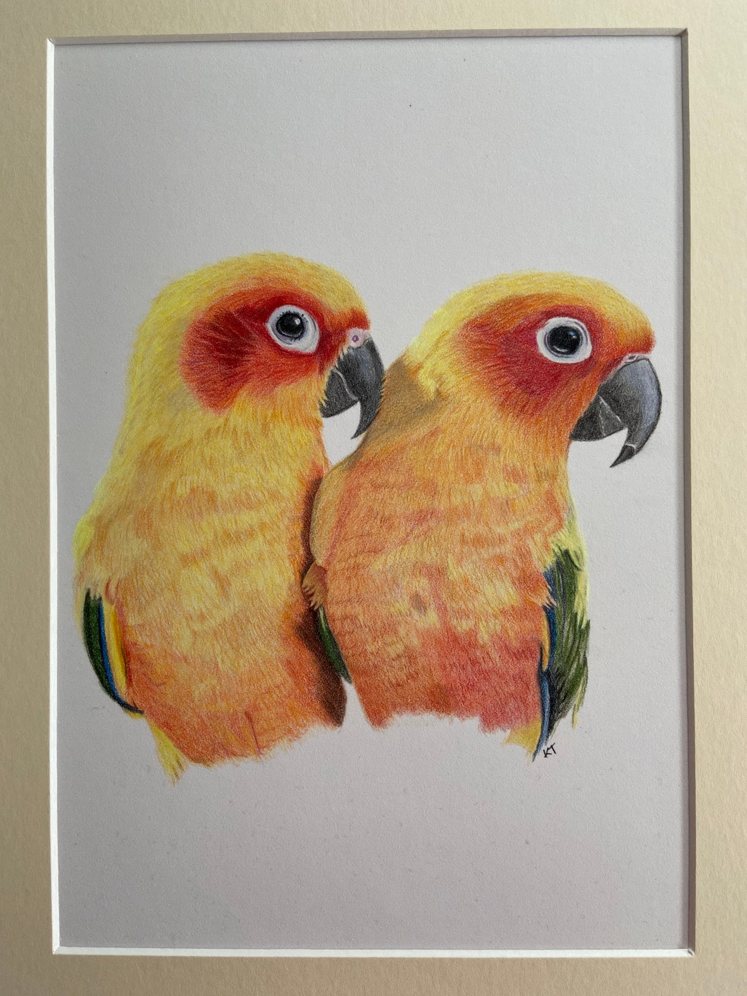 Sun Conure Art Drawing - Coloured Pencil Art Drawing - Original Not a ...