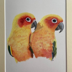 Sun Conure Art Drawing: Original Colored Pencil Portrait, 40x30cm - Etsy